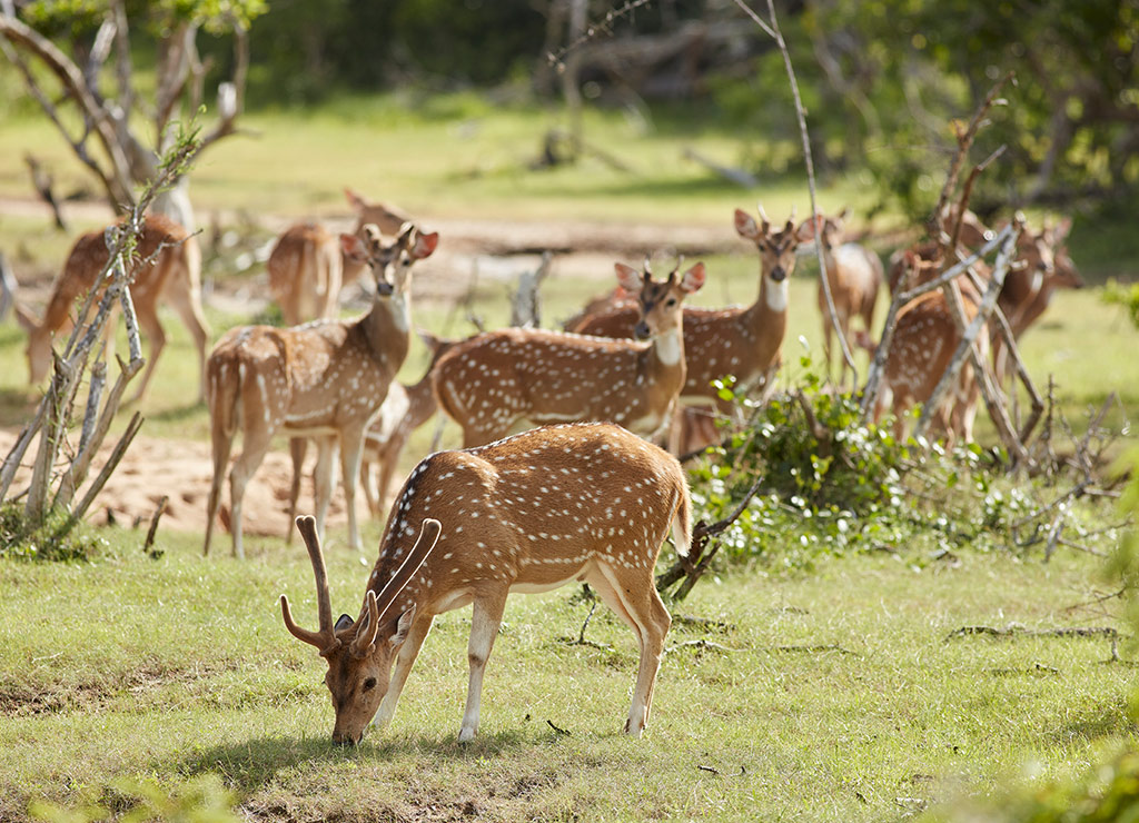 Yala National Park Tours | Travel Packages by SoulTrek