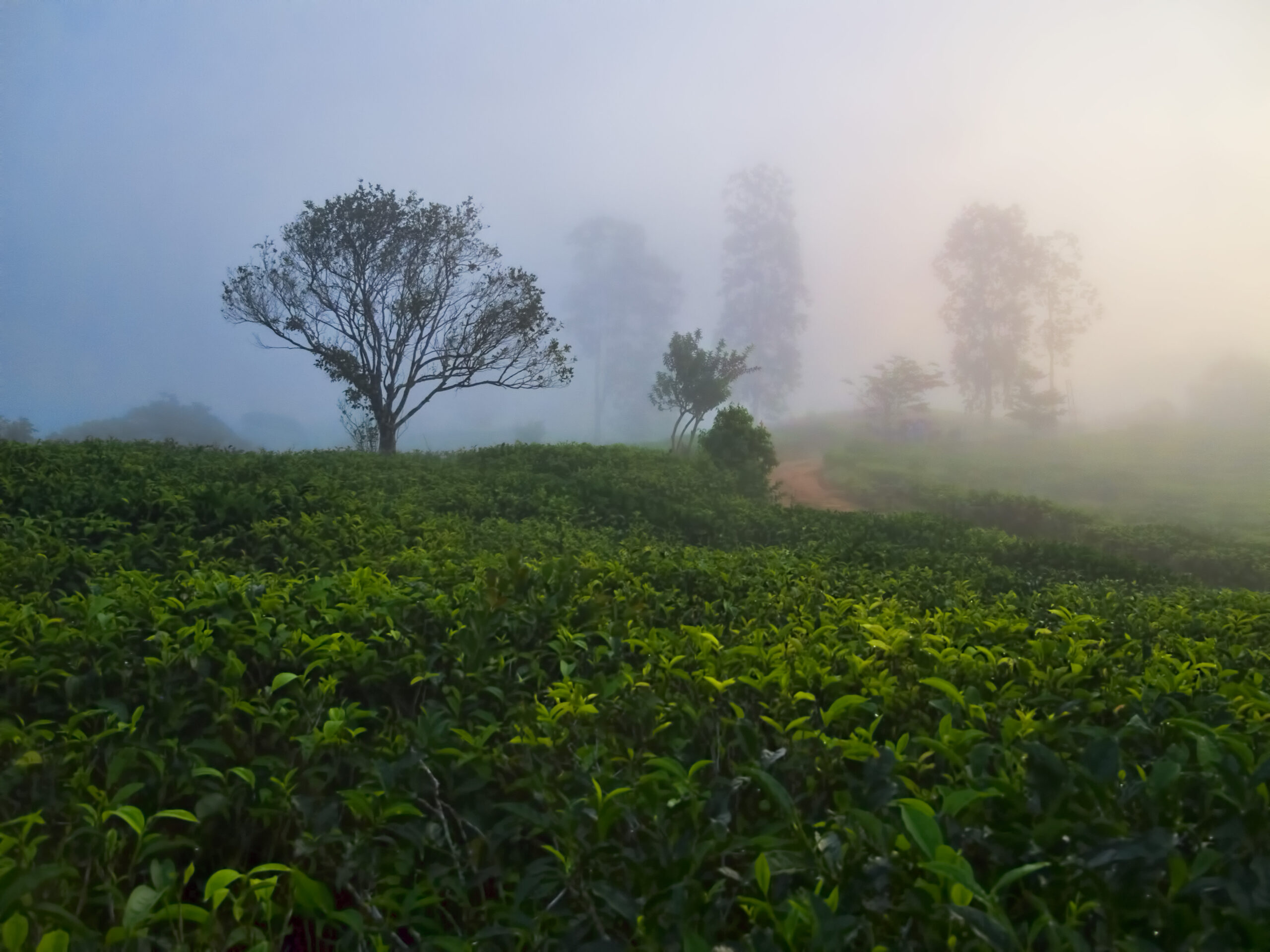 Your Ultimate Sinharaja Forest Tour Guide | SoulTrek Travel - Soultrek